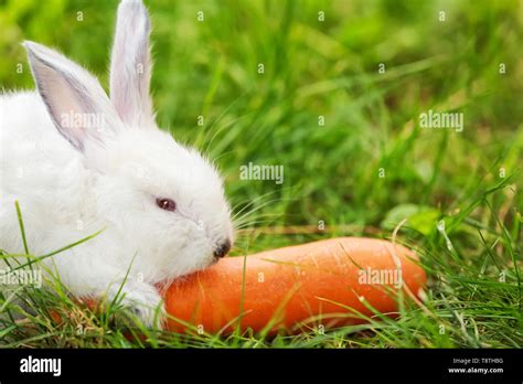 Conejo Bugs Bunny Con Zanahoria Imagen Imprimible Dibujos Para Colorear
