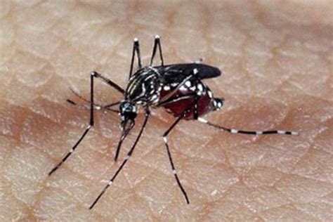 Brasil ultrapassa 2 milhões de casos de dengue Amapá Digital