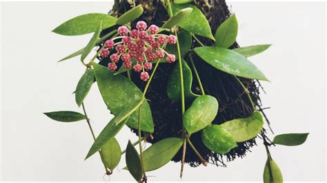 Хойя Грацилис на блоке. Цветение. #hoya_cracilis #хойя_грацилис #хойя ...