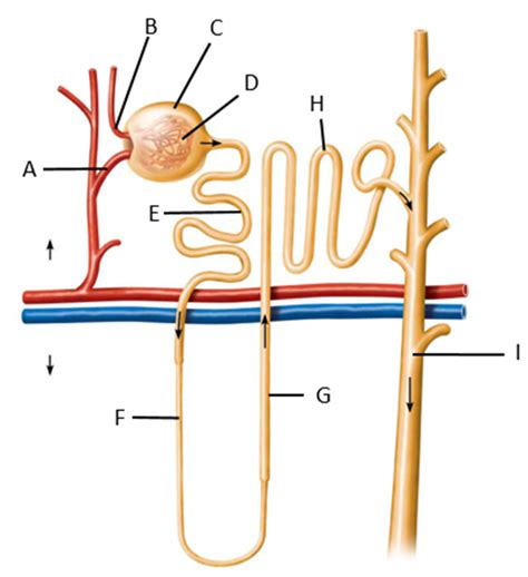 Solved Label The Structure Of The Nephron And Answer The Questions