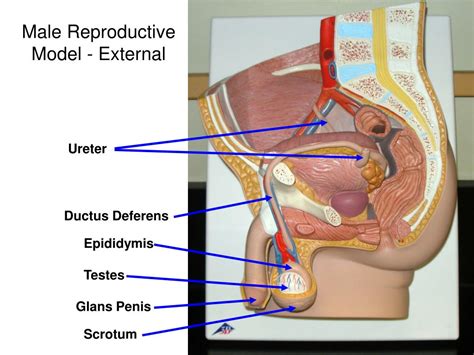 Male Reproductive System Model Labeled