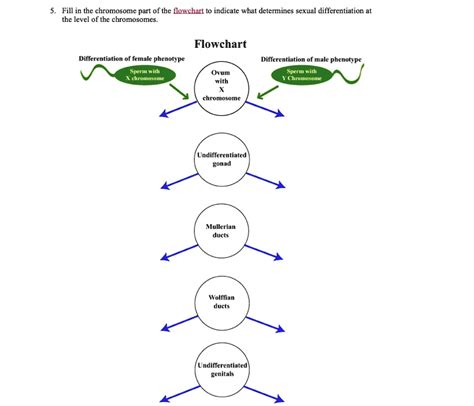Get Answer 5 Fill In The Chromosome Part Of The Flowchart To