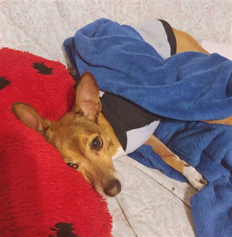 195 Best Snuggie Images On Pholder Aww Pics And Harrypotter