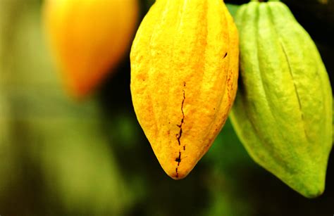 Cacao Seed Theobroma Aeolis Skin Care