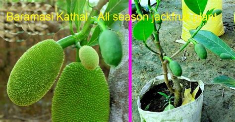 All Season Kathal Jackfruit Plant Baramasi Kathal Ka Podha For Pot And Garden