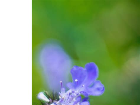 The little miracle. :: Behance
