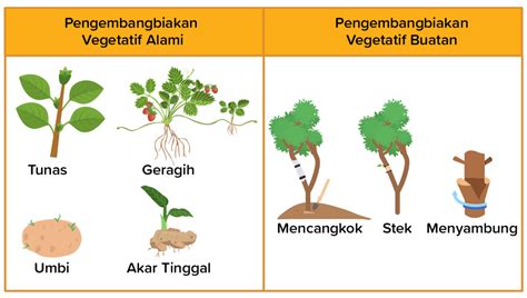 5 Contoh Mudah Perkembangbiakan Vegetatif Alami Dan V