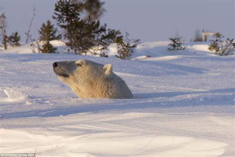 Polar Cub Artofit