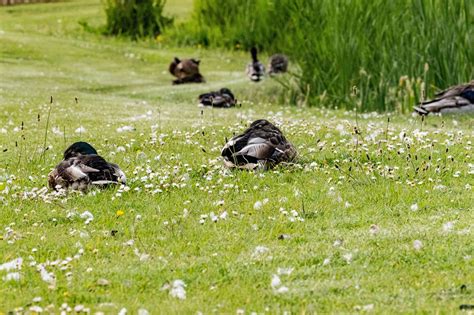 Enten Vögel Wasservögel Kostenloses Foto auf Pixabay Pixabay