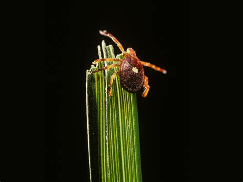 Red Meat Allergies Caused By Tick Bites Are On The Rise Wbur