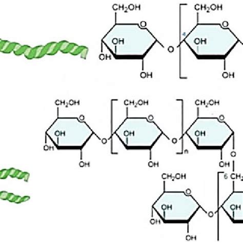 Molecular Structure Of Starch 30 Download Scientific Diagram