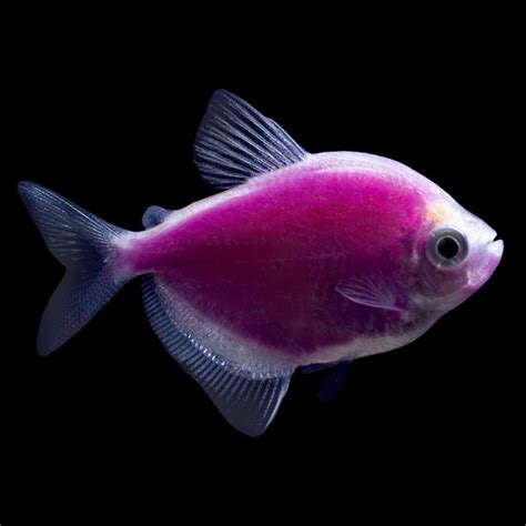 Purple Freshwater Aquarium Fish Purple Copper Female Betta Fish