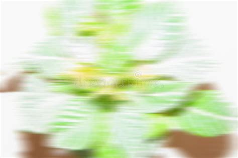 Blurred Background Defocused Background Og Nature Stock Image Image