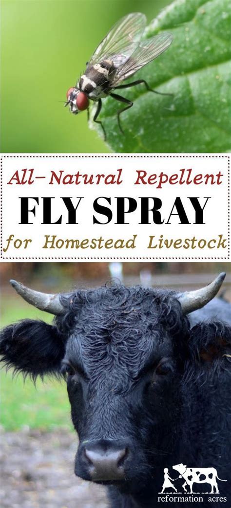 Ways To Use Essential Oils Artofit