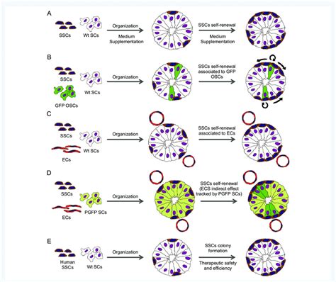 Hypothetical Testicular Organoid Applications A Generation Of