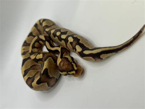 Yellowbelly Fire Ball Python By Moos Exotics