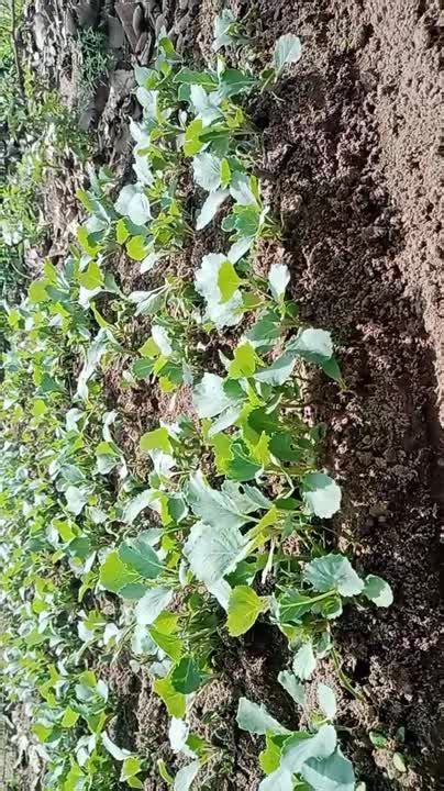 Yusuf Magaji Dabai On Linkedin Nursery Cabbage