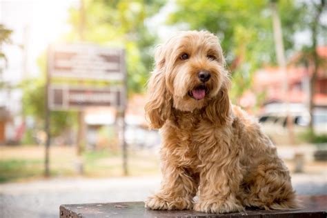 Cockapoo Encyklopedia Ras Psów