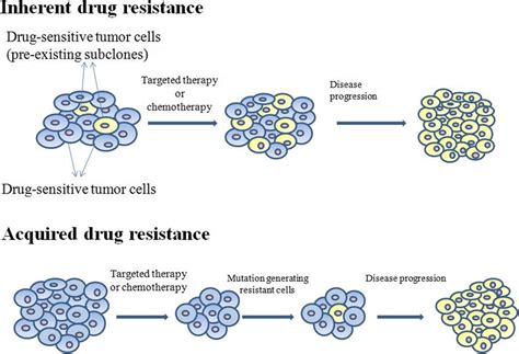 Multidrug Resistance In Human Cancer Cells At Matthew Mendelsohn Blog