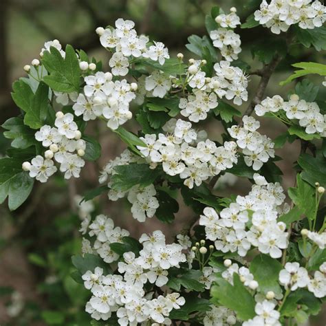 Common Hawthorn Hedging Crataegus Monogyna Roots Plants