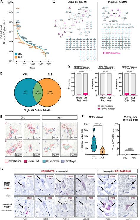 TDP Stratified Single Cell Proteomics Of Postmortem Human Spinal Motor Neurons Reveals