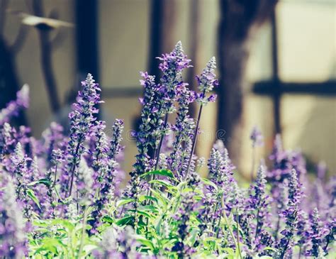 Flor De Statice Imagen De Archivo Imagen De Travieso 74002473