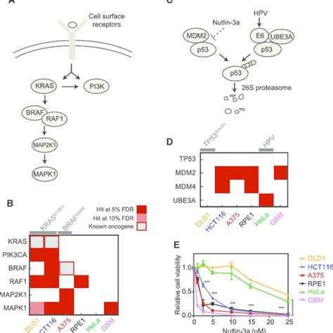 Genotype Specific Synthetic Lethality A The Canonical Mapk Pathway Download Scientific
