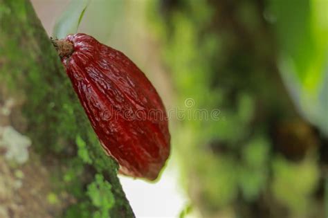 Red Cocoa Fruit Attached To A Cocoa Stem Covered In Green Moss Stock Image Image Of Cocoa