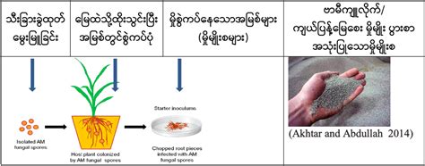 အစိမ်းရောင်လမ်း ပြောင်းရွှေ့စိုက်စပျစ်ပျိုးပင်များကို ကော့ပါးအဆိပ်သင့