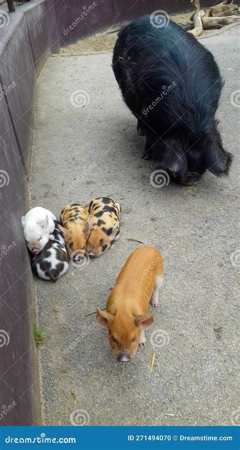中国小猪棕白相间，黑斑 五颜六色的可爱小猪母猪 多色微型 库存照片 图片 包括有 背包 交配动物者 271494070