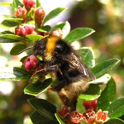 Forest Cuckoo Bumblebee A Unique Pollinator Species