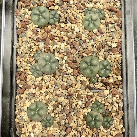 L Williamsii La Perdida Showing Caespitose Growth Seeds Sown March
