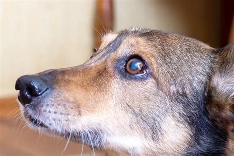 【犬のてんかんは治るか】症状と前兆、当院の治療法について Kins With 動物病院