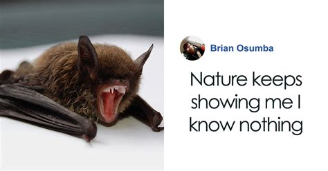 These Bats Tools Are Too Big To Reproduce Like Other Mammals Scientists Find Out How They Do