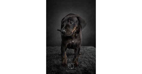 Adopt Addie From Brisbane Qld Adopt A Dog