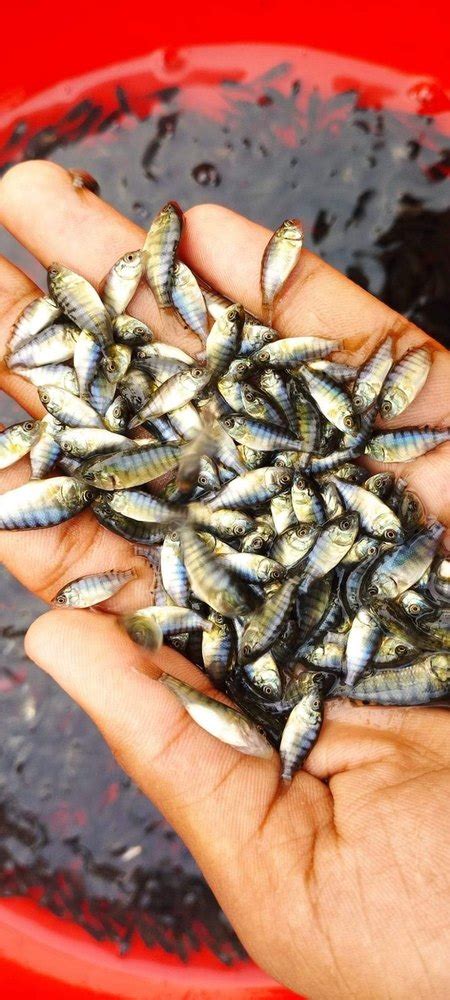 Monosex Tilapia Fish Seed Packaging Type Box At 0 9 Piece In