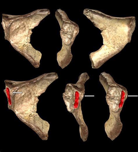 4 A L 288 1ao Au Afarensis Left Pubic Bone The Ventral Sulcus Is Download Scientific