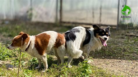 Why Dogs Get Stuck During Mating The Science Behind The “tie”