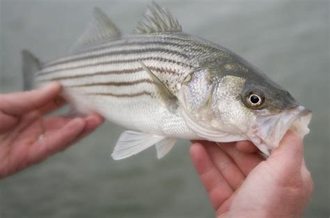 White Bass Habitat Diet Life Cycle Fishontips