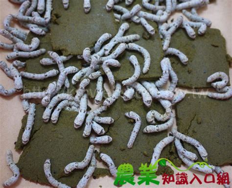 童年回憶變了！蠶寶寶飲食也換口味？ 蠶桑館 農業知識入口網