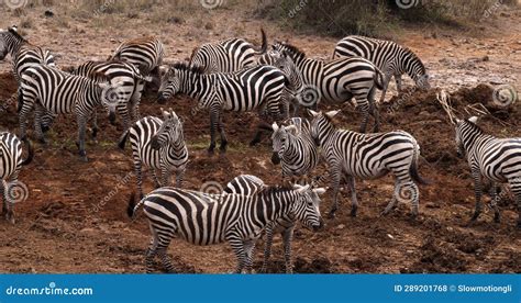 Grant S Zebra Equus Burchelli Boehmi Herd At Nairobi Park In Kenya