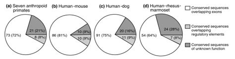 Primate Comparisons Identify Known Functional Elements And Conserved Download Scientific