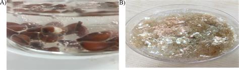 Stages Of Quince Seed Mucilage Extraction Download Scientific Diagram