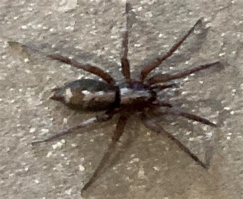 Unidentified Spider In Lone Tree Colorado United States