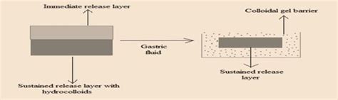 Bilayer Floating Tablet Download Scientific Diagram