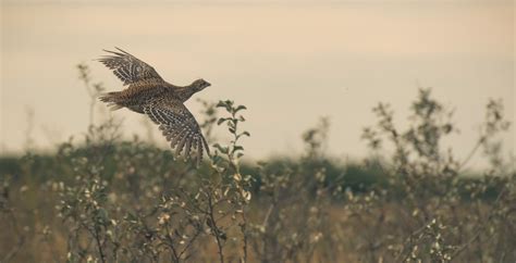 Sharp Tailed Grouse Tympanuchus Phasianellus Minnesota Sharp Tailed