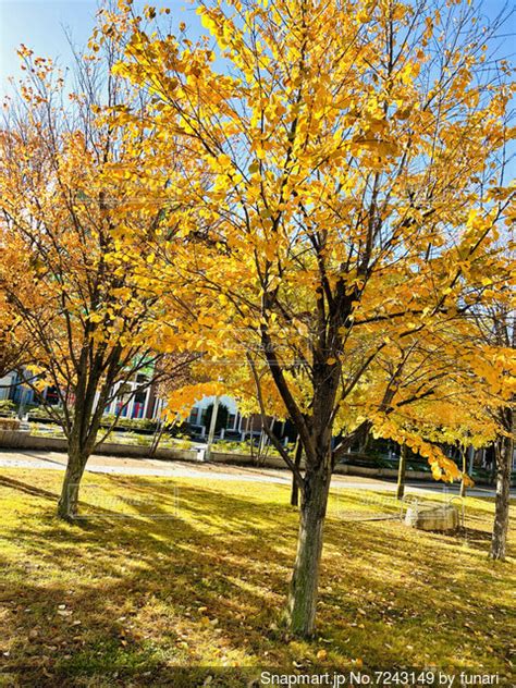 公園の木の写真・画像素材 7243149 Snapmart（スナップマート）