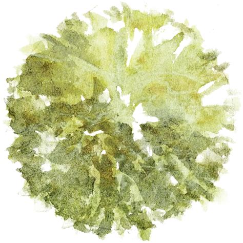 Autumn Tree Tree Photoshop Tree Plan Png Trees Top View