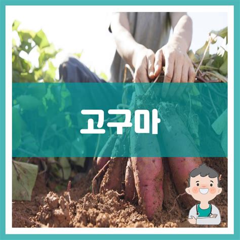 고구마 효능 부작용 칼로리 고르는 법 손질법 보관방법 네이버 블로그