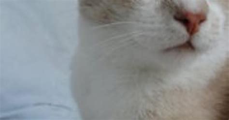 This Is Charlie He Suffers From Plasma Cell Pododermatitis Show Us